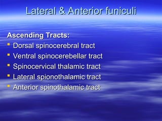 motor_cortex.ppt anatomy and working mechanism | PPT