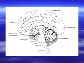 motor_cortex.ppt anatomy and working mechanism | PPT