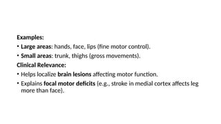Motor Cortex....power point presentation | PPTX
