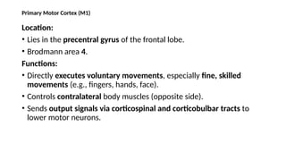 Motor Cortex....power point presentation | PPTX