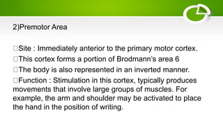 Motor cortex areas and physiology of stroke | PPTX