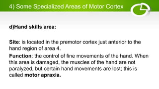 Motor cortex areas and physiology of stroke | PPTX