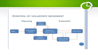 Motor cortex areas and physiology of stroke | PPTX