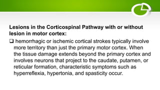 Motor cortex areas and physiology of stroke | PPTX