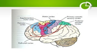 Motor cortex areas and physiology of stroke | PPTX