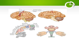Motor cortex areas and physiology of stroke | PPTX