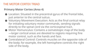 A Presentation on the Motor Cortex & Eye Movement.pptx