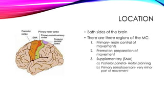 Motor Cortex | PPT