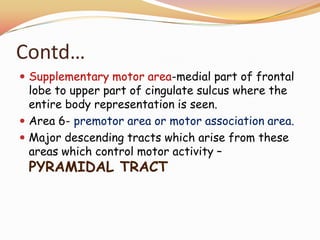 Motor division of nervous system | PPTX