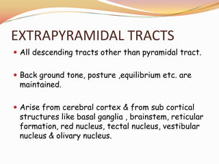 Motor division of nervous system | PPTX | Brain and Nervous System ...