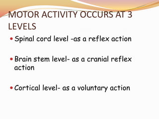 Motor division of nervous system | PPTX | Brain and Nervous System ...