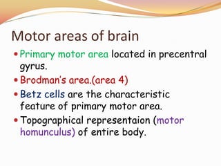 Motor division of nervous system | PPTX | Brain and Nervous System ...