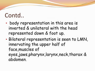Motor division of nervous system | PPTX | Brain and Nervous System ...