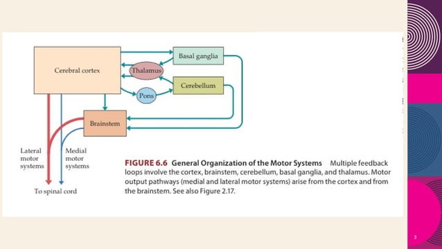 Motor dysfunction Tutorial for Undergraduates.pptx