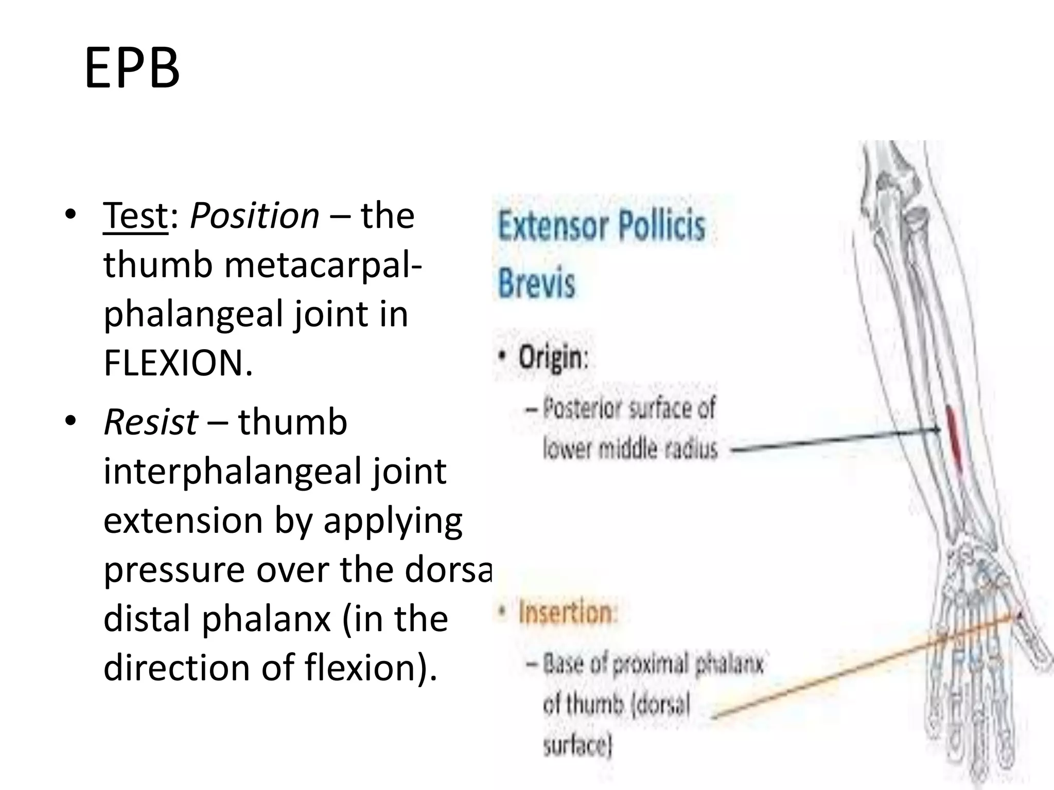 Motor examination of individual muscle | PPT