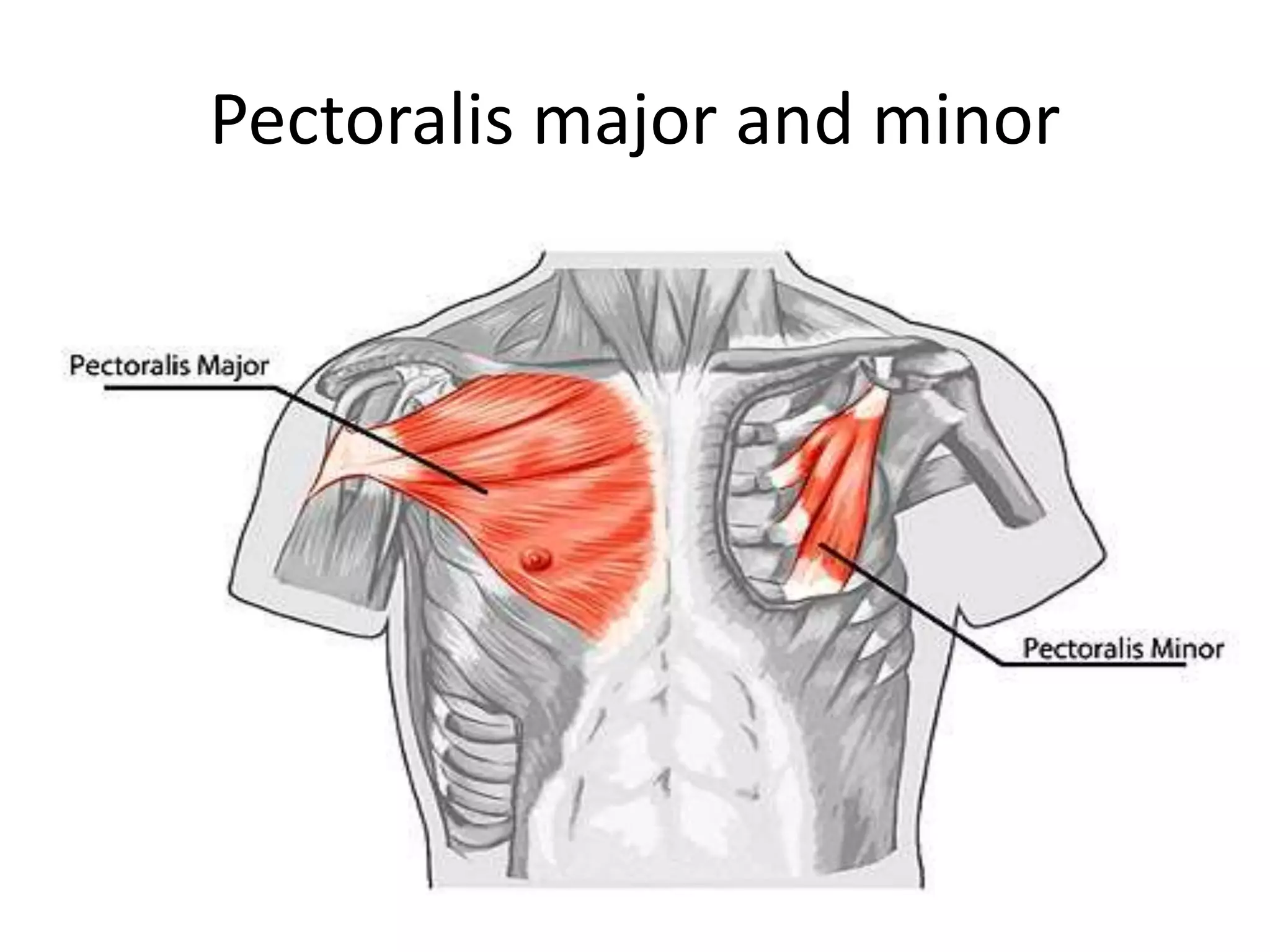 Motor examination of individual muscle | PPT