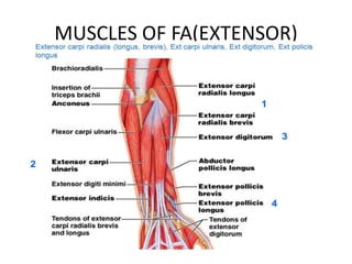 Motor examination of individual muscle | PPTX