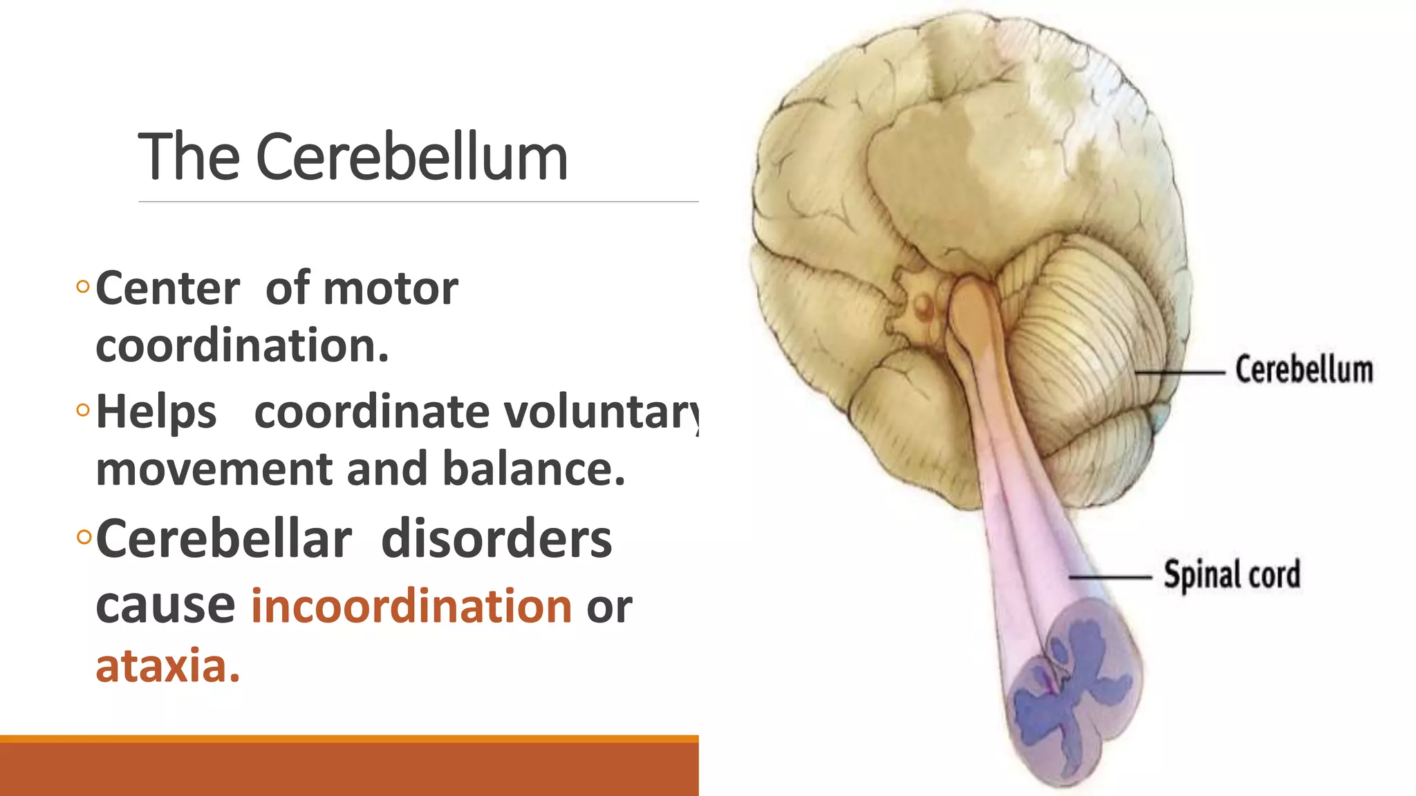 Motor function of brain and brain stem ms 2017 dentist | PPT