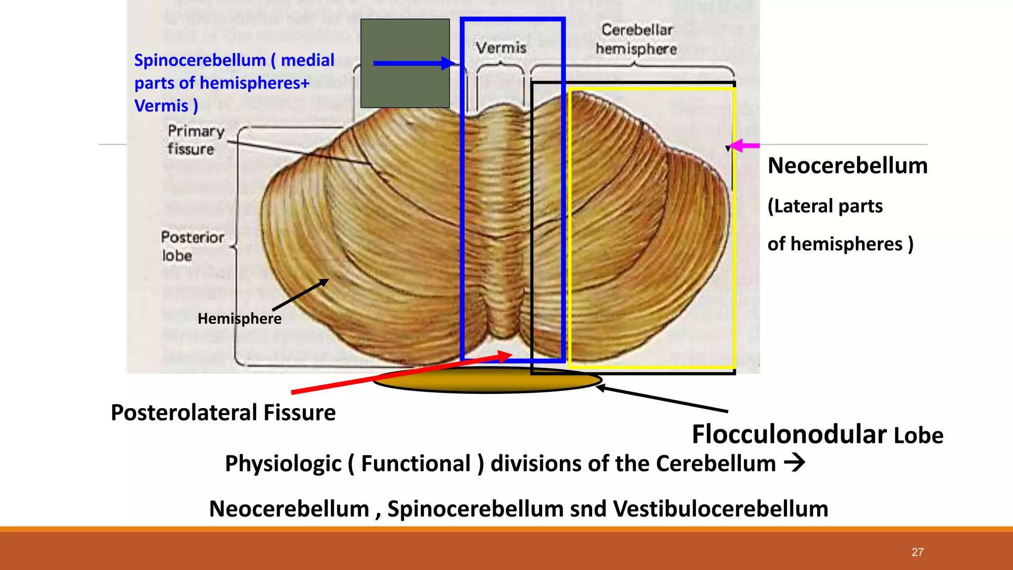 Motor function of brain and brain stem ms 2017 dentist | PPT