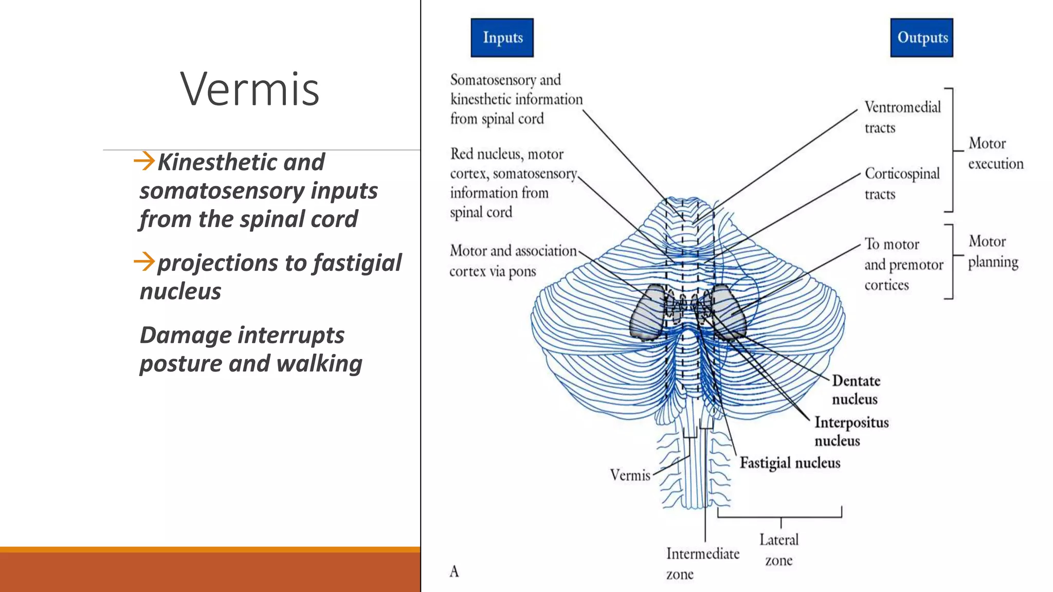 Motor function of brain and brain stem ms 2017 dentist | PPT