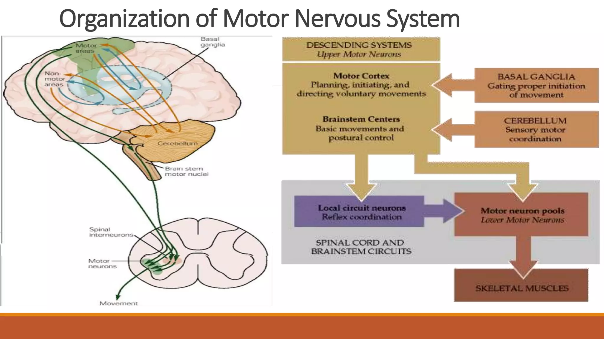 Motor function of brain and brain stem ms 2017 dentist | PPT