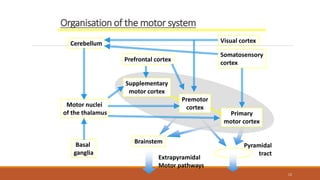 Motor function of brain and brain stem ms 2017 dentist | PPT