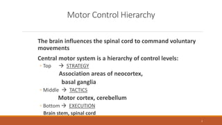 Motor function of brain and brain stem ms 2017 dentist | PPT