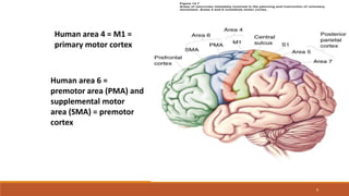 Motor function of brain and brain stem ms 2017 dentist | PPTX