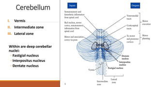 Interpositus Nucleus