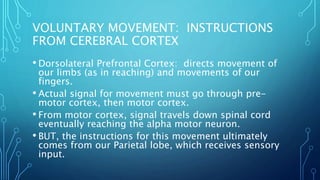 Motor functions | PPTX