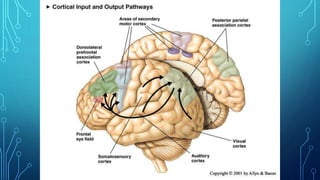 Motor functions | PPTX