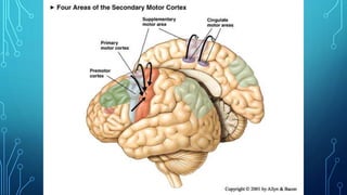 Motor functions | PPTX