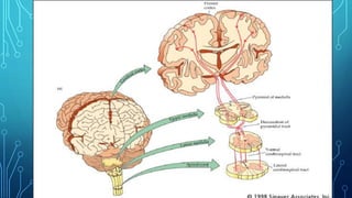Motor functions | PPTX