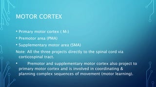 Motor functions | PPTX