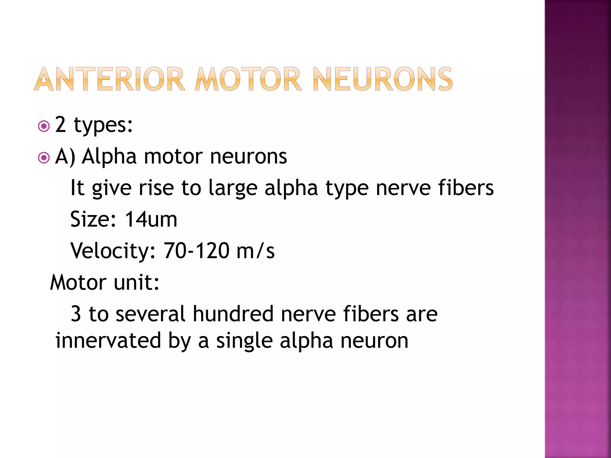 MOTOR FUNCTIONS OF SPINAL CORD.pptx | Death, Injury, or Military ...