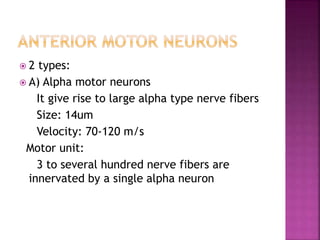 MOTOR FUNCTIONS OF SPINAL CORD.pptx