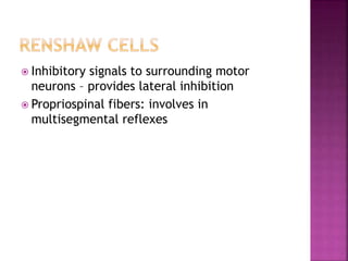 MOTOR FUNCTIONS OF SPINAL CORD.pptx