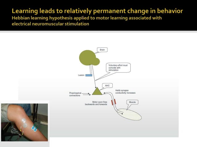 Motor learning | PPT