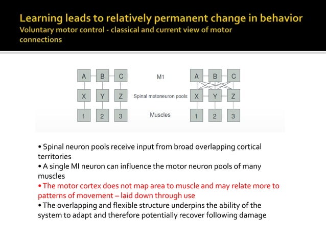 Motor learning | PPT