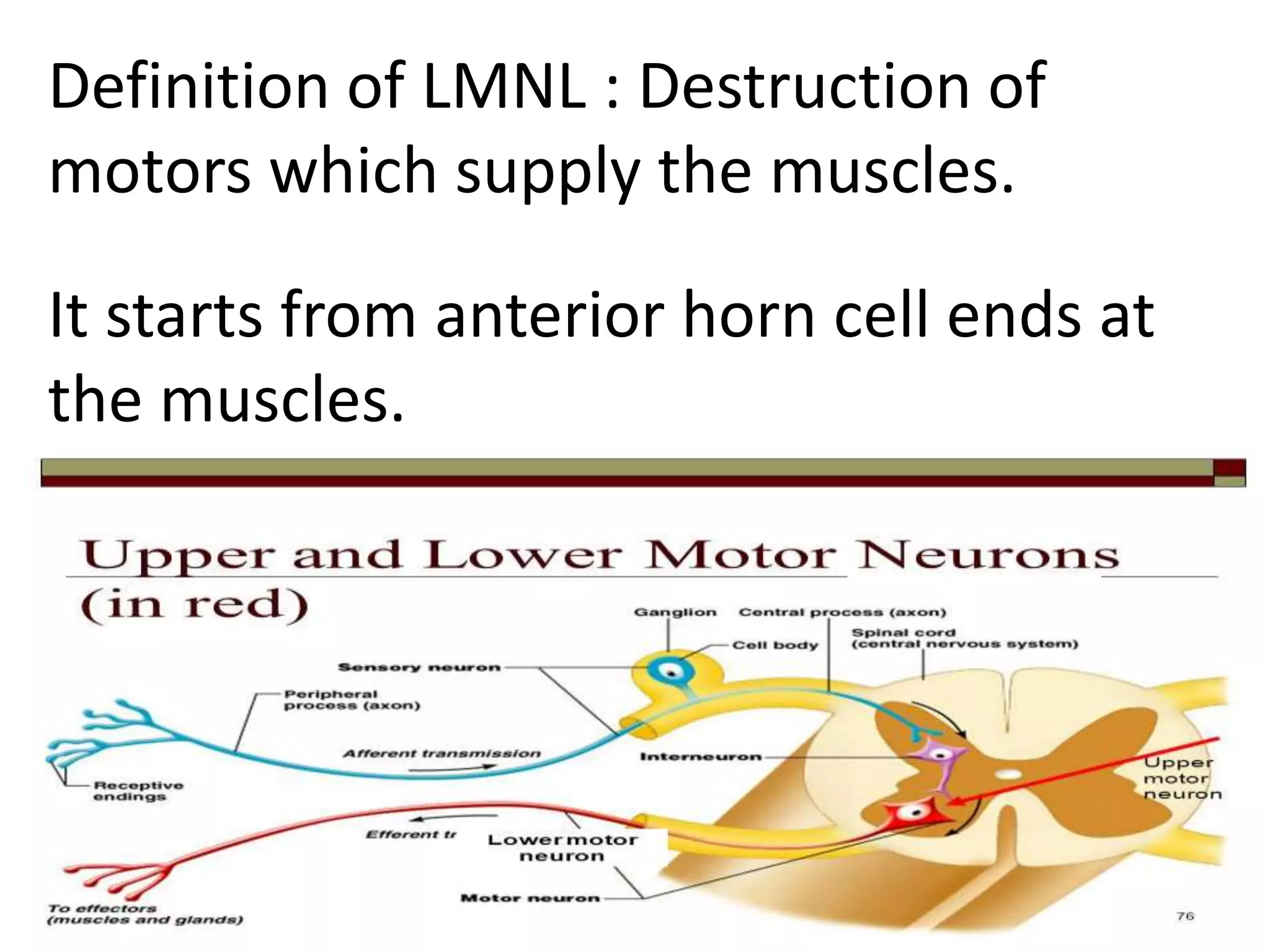 Motor neuron lesions ( UMNL & LMNL ) | PPTX