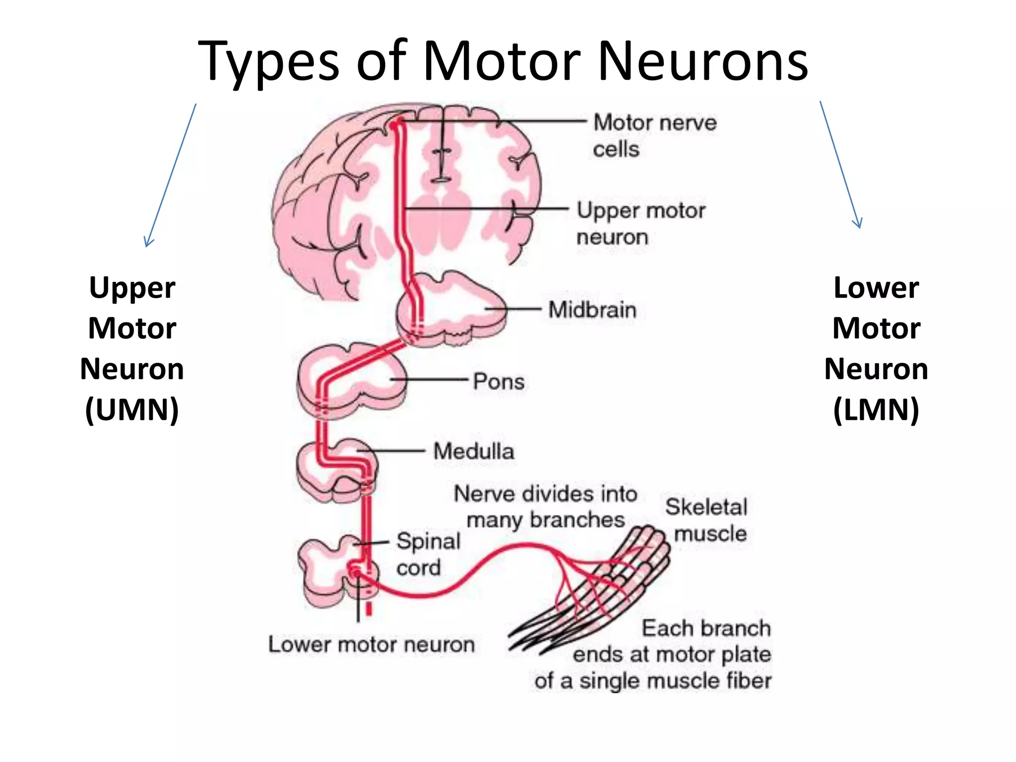 Motor neuron lesions ( UMNL & LMNL ) | PPTX