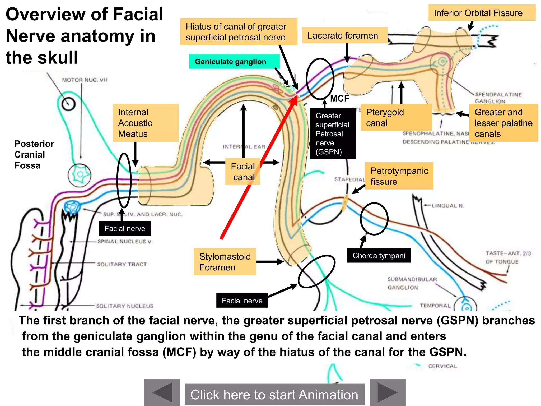 Motor nerve supply of face. | PPTX