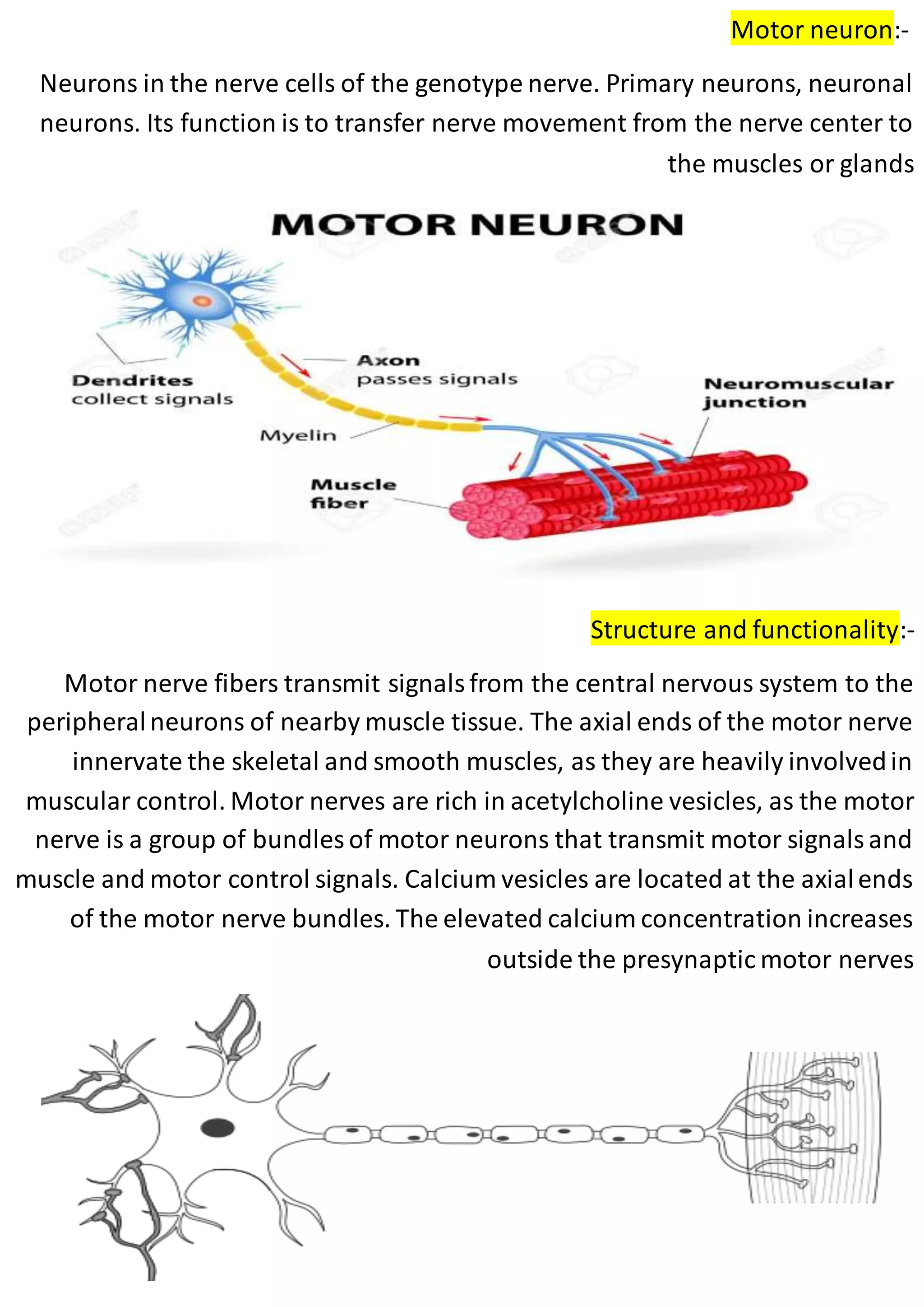 Motor neuron | DOCX