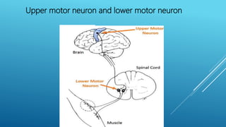 Motor neuron disease | PPTX
