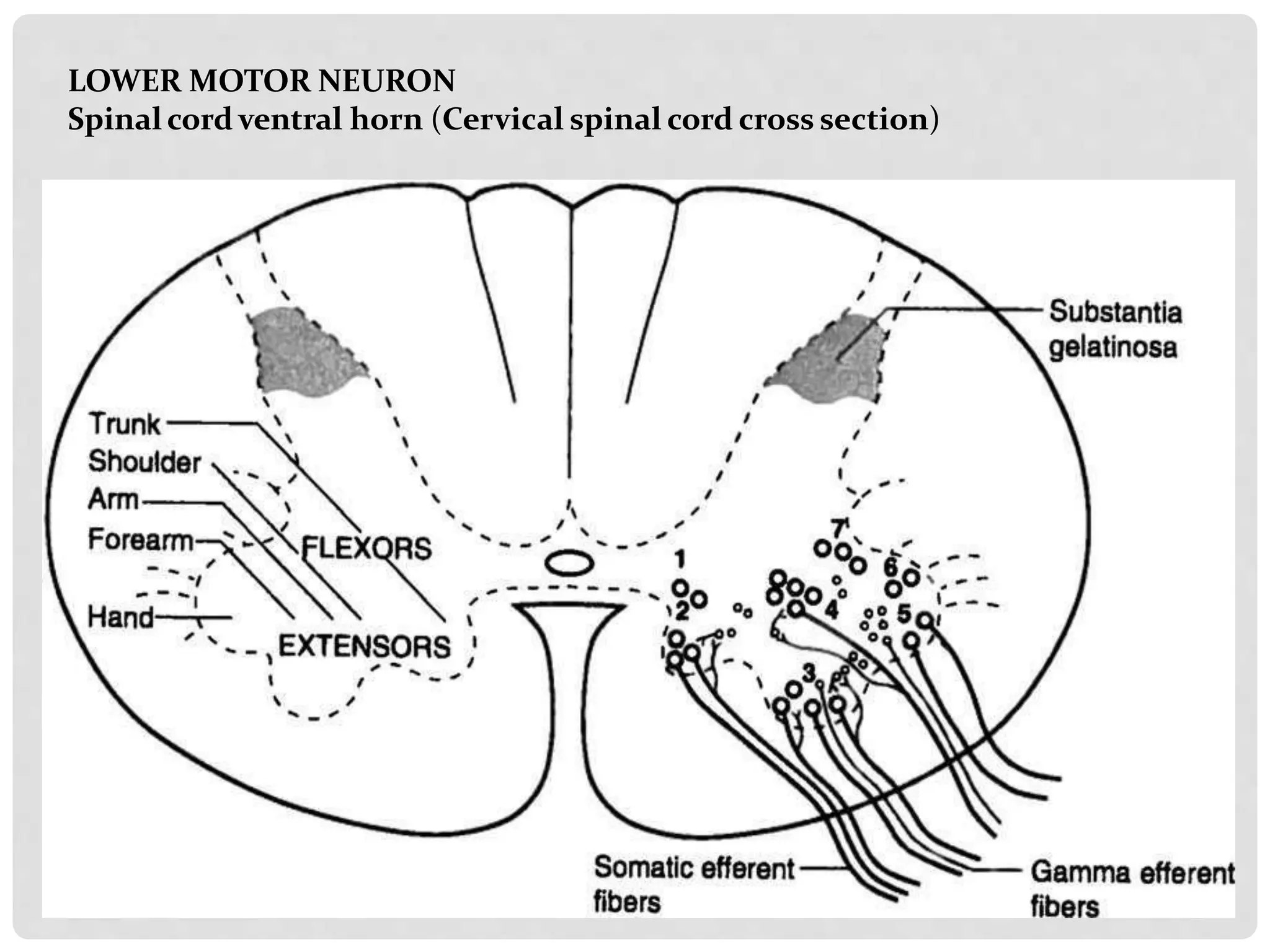 motor neuron disease.pptx | Physical Therapy | Wellness