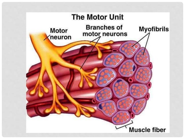motor neuron disease.pptx
