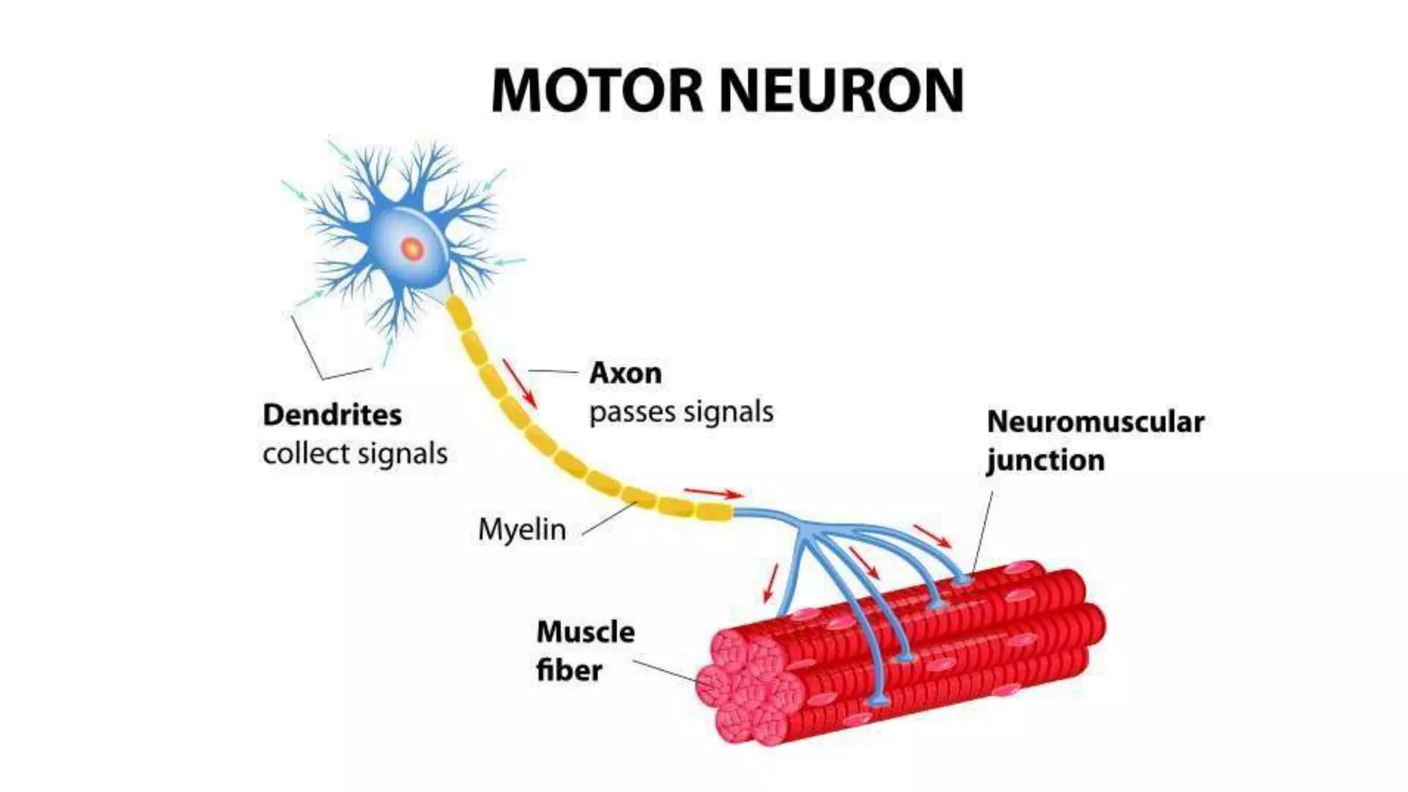 MOTOR NEURON DISEASE.pptx
