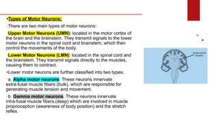 motor neuron diseases.pptx.pdf