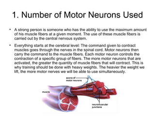 Motor neurons and muscles | PPT