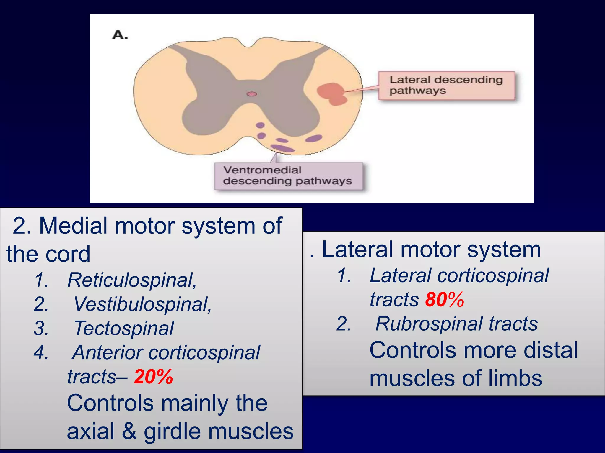 Pyramida and extrapyramidal tracts | PPTX